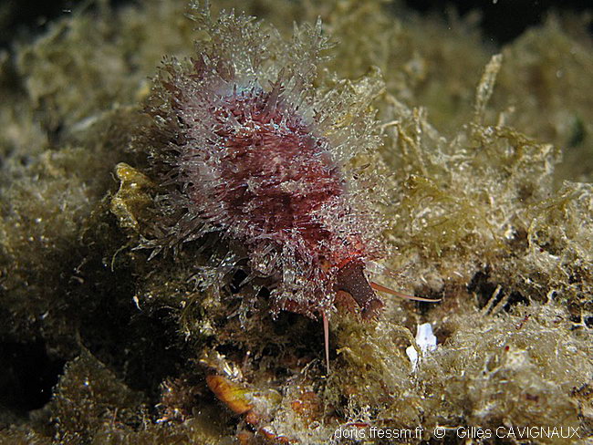 Naria spurca | DORIS