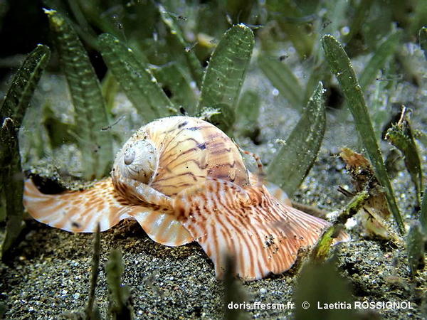 Naticarius canrena | DORIS