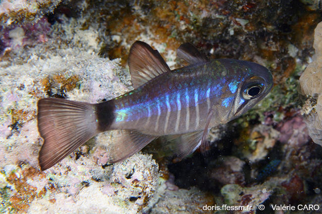 Nectamia zebrina | DORIS