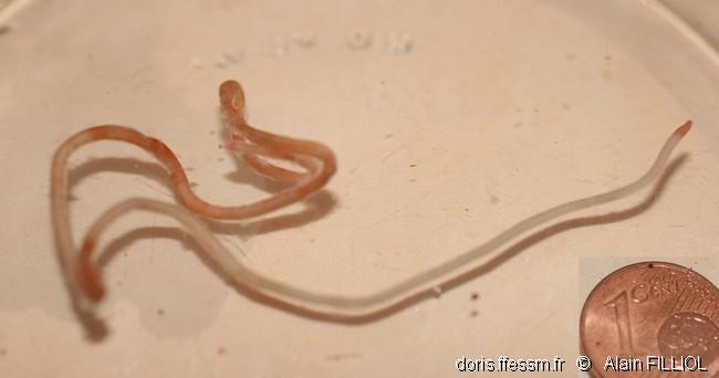 Nectonema agile | DORIS