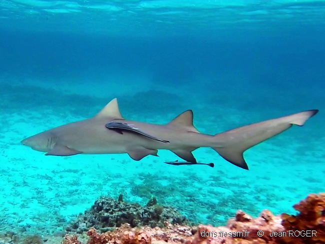 Negaprion brevirostris | DORIS