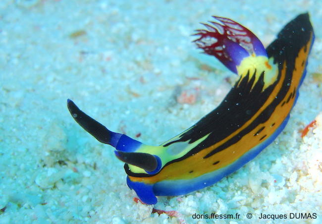 Nembrotha megalocera | DORIS