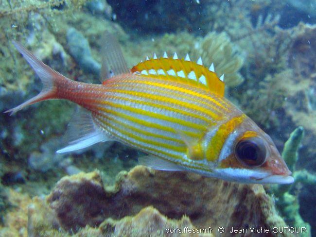 Neoniphon marianus | DORIS