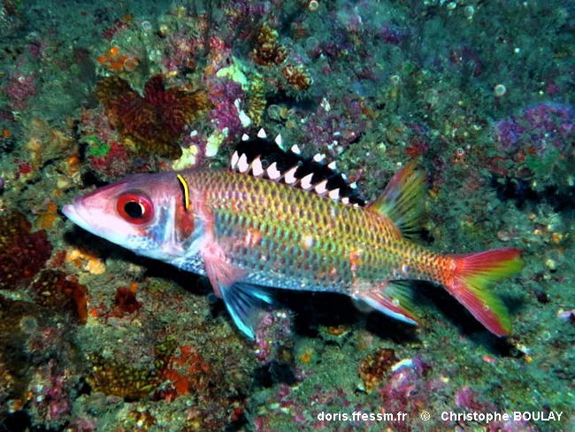 Neoniphon opercularis | DORIS