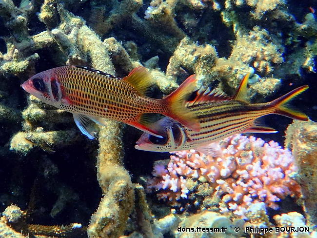 Neoniphon opercularis | DORIS