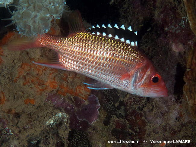 Neoniphon opercularis | DORIS