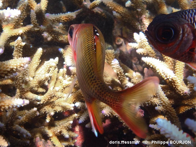 Neoniphon opercularis | DORIS