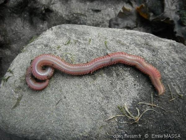 Nephtys spp. | DORIS