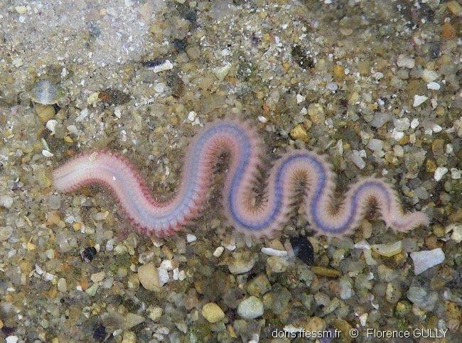 Nephtys spp. | DORIS