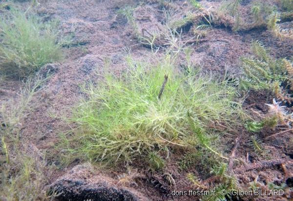 Nitella flexilis | DORIS