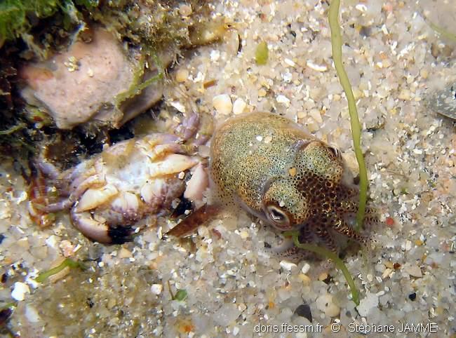 Sepiola rondeletii | DORIS