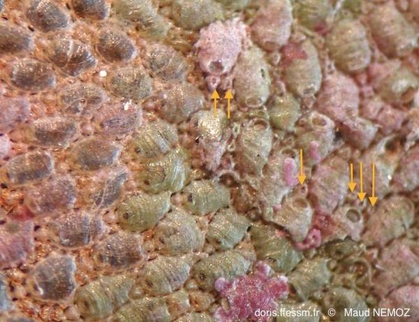 Zoïde | Glossaire DORIS