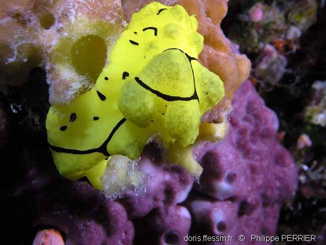Notodoris minor | DORIS