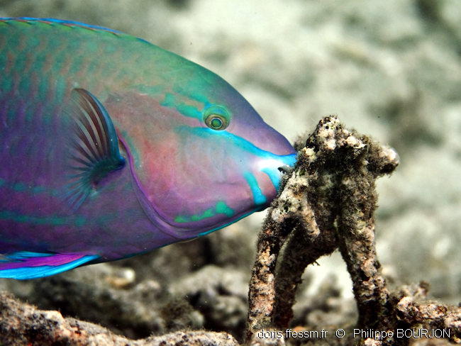 Scarus psittacus | DORIS