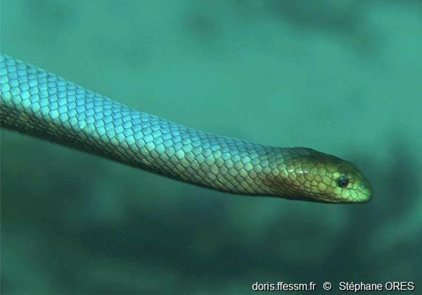 Aipysurus laevis | DORIS