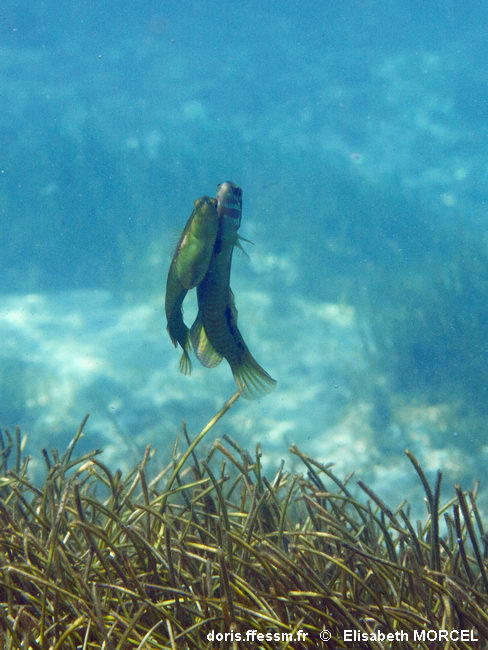 Novaculoides macrolepidotus | DORIS