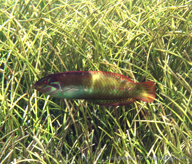 Novaculoides macrolepidotus | DORIS