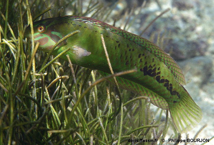 Novaculoides macrolepidotus | DORIS