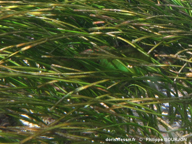 Novaculoides macrolepidotus | DORIS