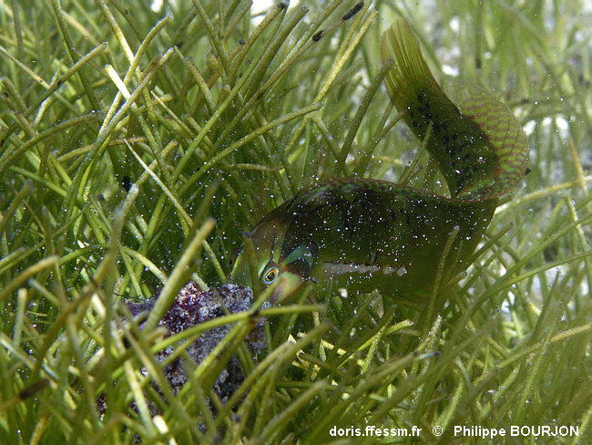Novaculoides macrolepidotus | DORIS