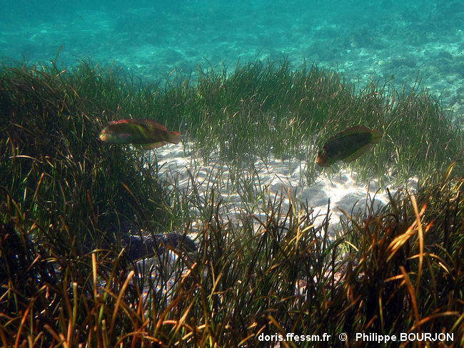 Novaculoides macrolepidotus | DORIS