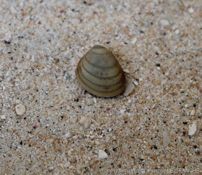 Nucula nucleus | DORIS