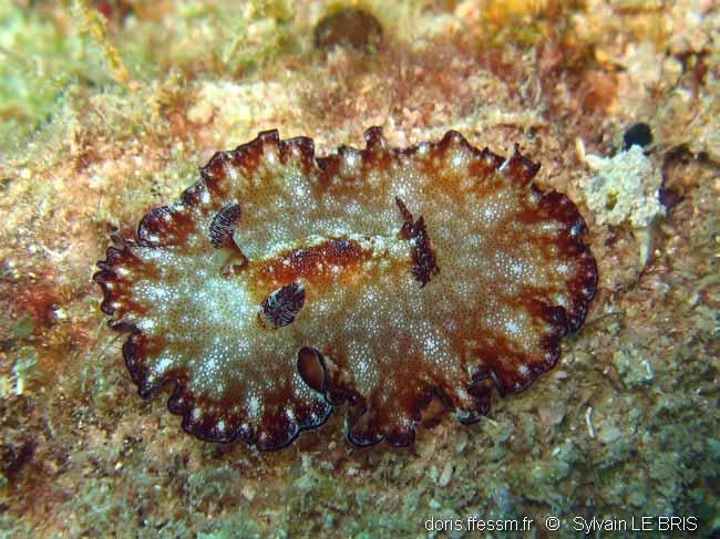 Discodoris boholiensis | DORIS