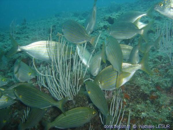 Sarpa salpa | DORIS