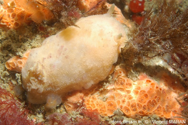 Doris pseudoargus | DORIS