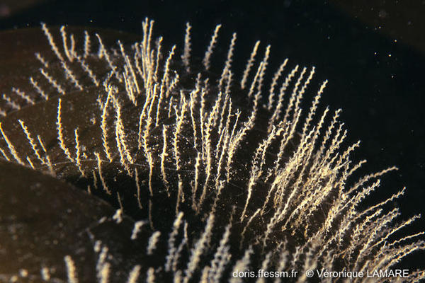 Obelia geniculata | DORIS