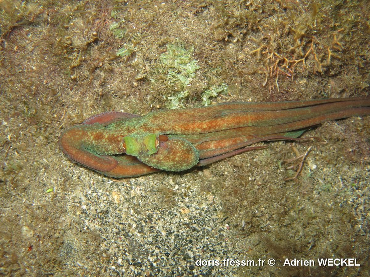 Octopus briareus | DORIS
