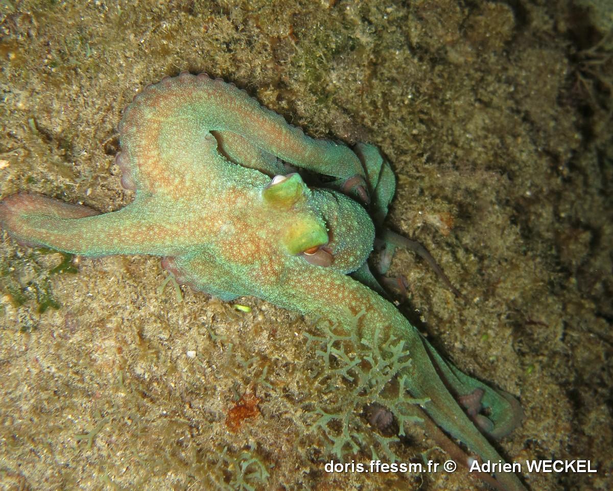 Octopus briareus | DORIS