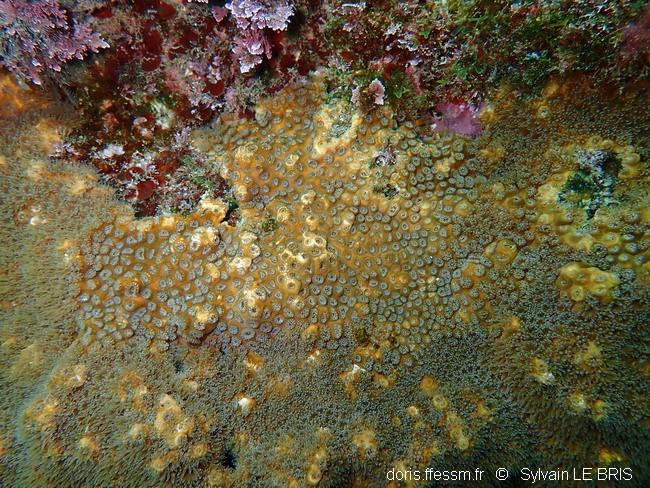 Oculina patagonica | DORIS
