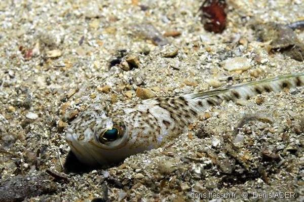 Trachinus draco | DORIS