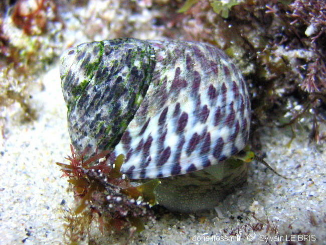 Phorcus turbinatus | DORIS