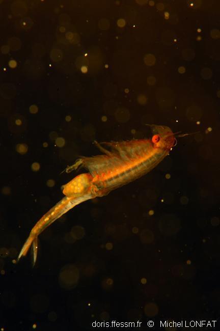 Eubranchipus grubii | DORIS