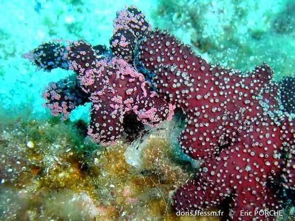 Alcyonium acaule | DORIS