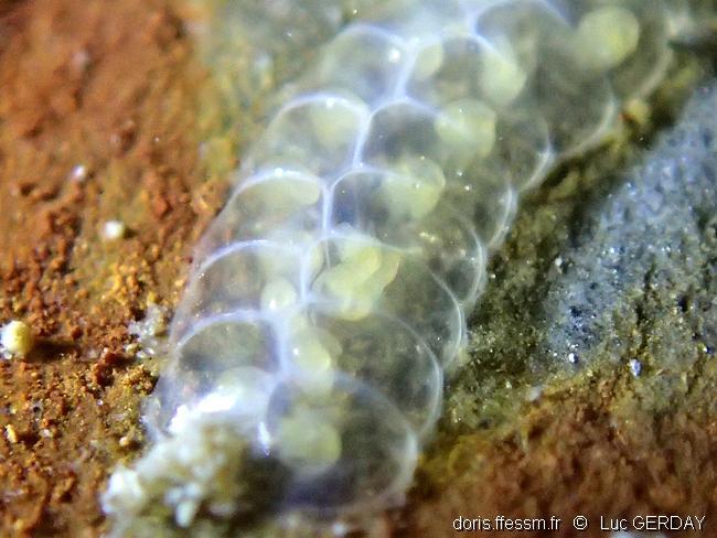 Bithynia tentaculata | DORIS