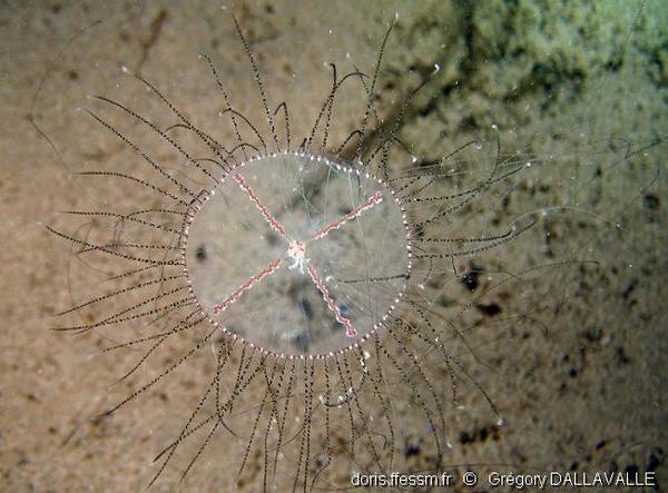 Olindias muelleri | DORIS