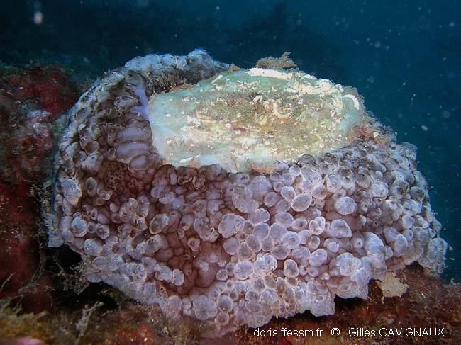 Umbraculum umbraculum | DORIS