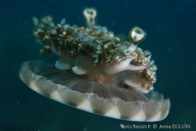 Cassiopea andromeda | DORIS