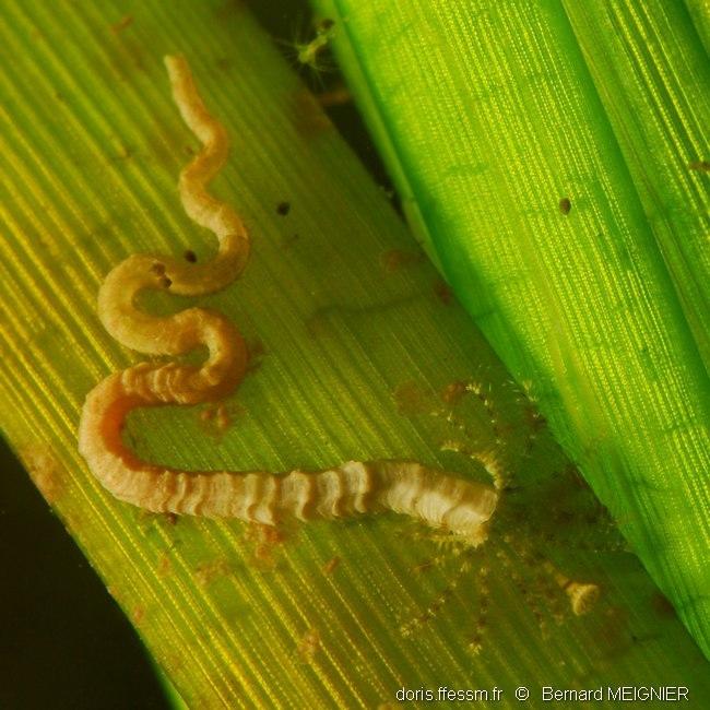 Hydroides elegans | DORIS