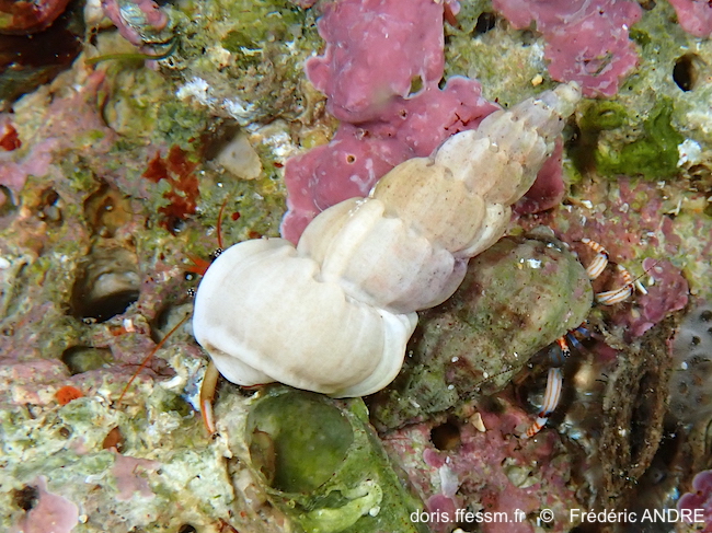 Opalia crenata | DORIS