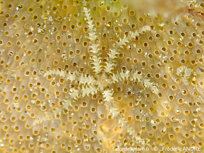 Ophiactis savignyi | DORIS