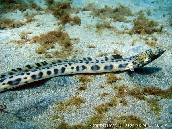 Ophichthus ophis | DORIS