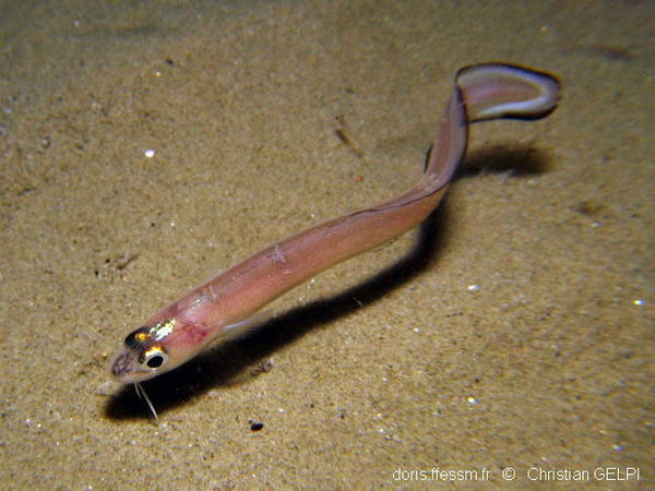 Ophidion barbatum | DORIS