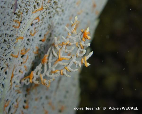 Ophiothela mirabilis | DORIS