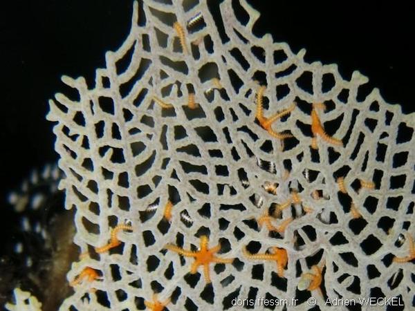 Ophiothela mirabilis | DORIS