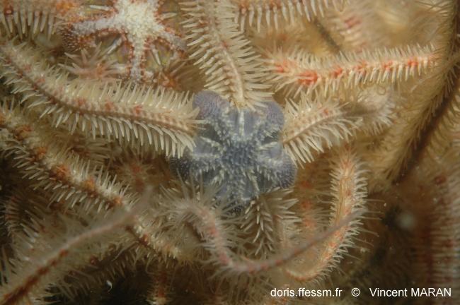 Ophiothrix fragilis | DORIS