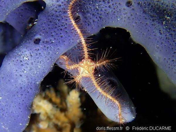 Ophiothrix (Acanthophiothrix) purpurea | DORIS